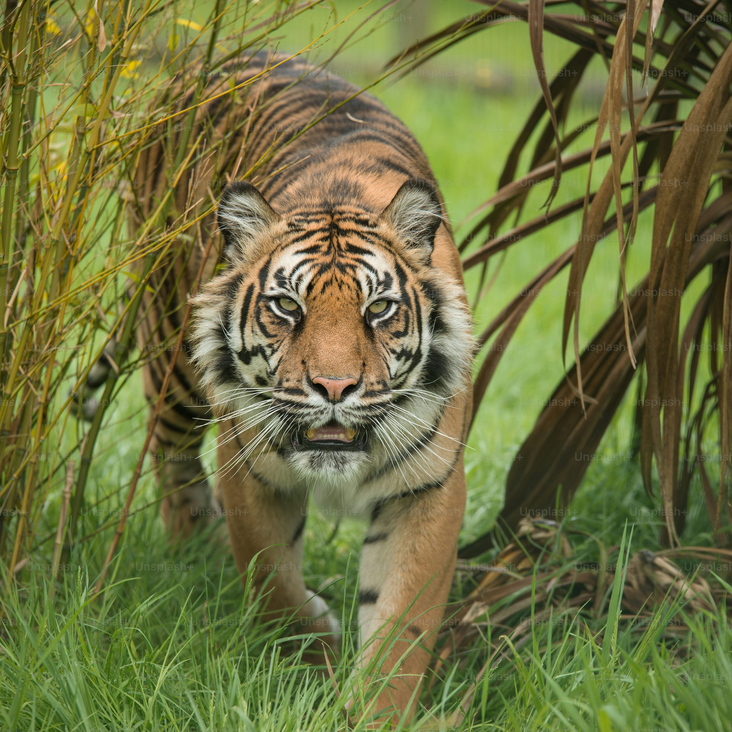 Tiger Safari Mania -Our Signature Tour